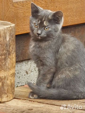 Кошки в добрые руки бесплатно