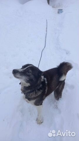 Русско европейская лайка