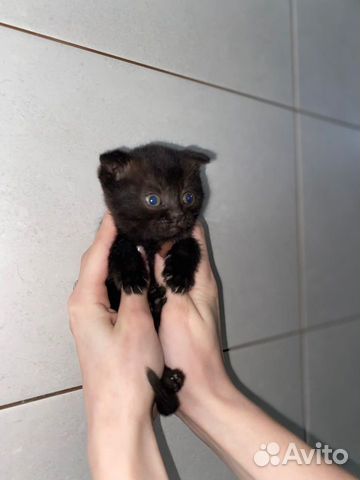 Котята от Британской кошки