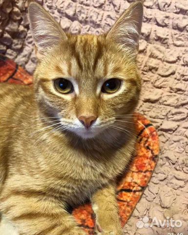 Кот стал не нужен из-за переезда