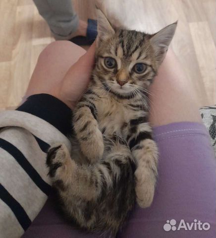 Котенок (девочка)