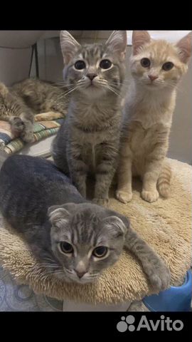 Кошки котята шотландские вислоухие