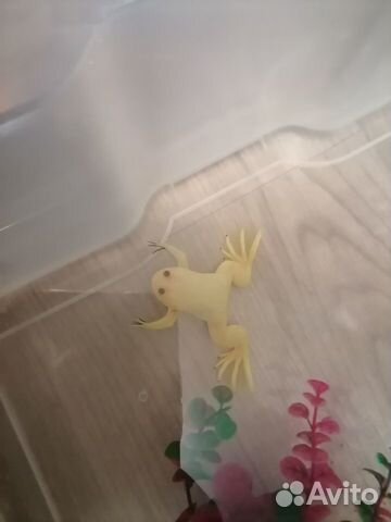 Шпорцевая лягушка