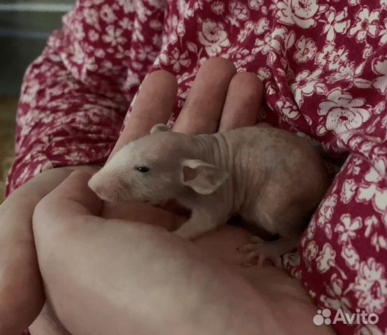 Крыса сфинкс- дамбо