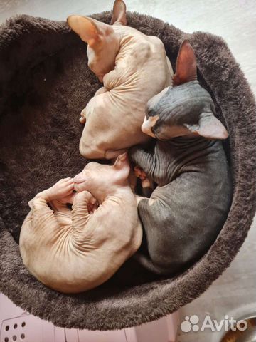Котята сфинкс эльф