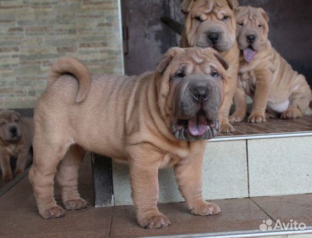 Изики и рыжики