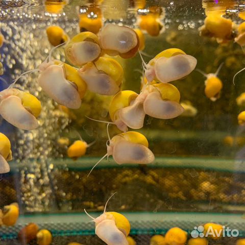 Улитки ампулярии, молодь