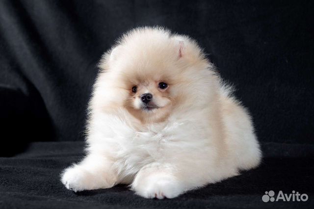 Щенок померанский шпиц девочка крем