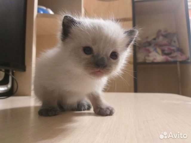 Котеночек от домашней кошечки