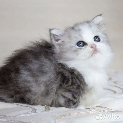 Котята Манчкин
