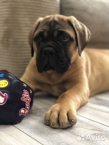 Бульмастиф