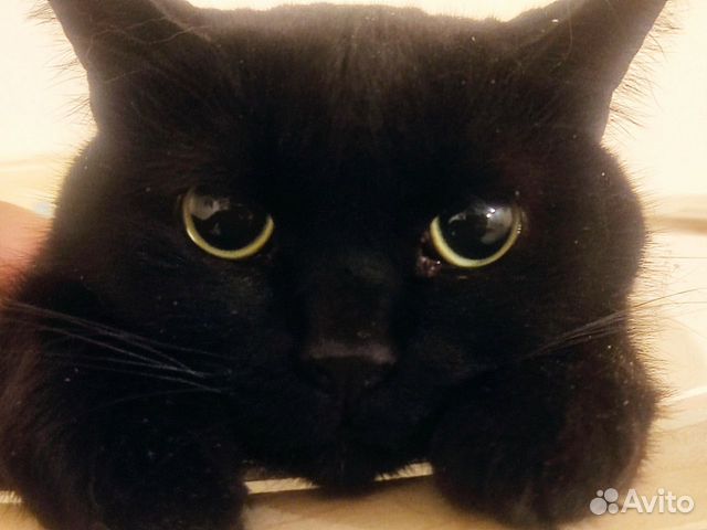 Коту нужна помощь