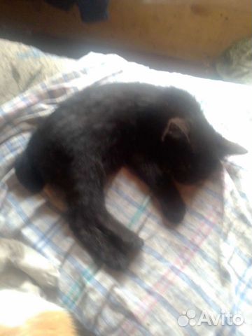 Кот в дар бесплатно