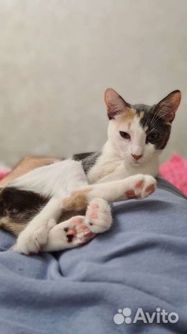 Кошка