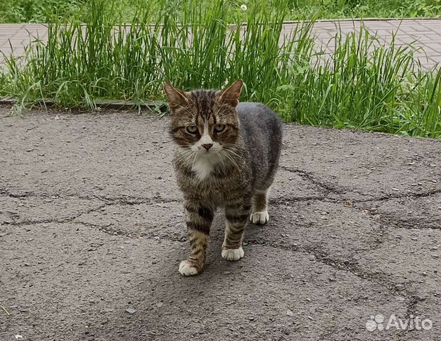 Котик только оказался на улице