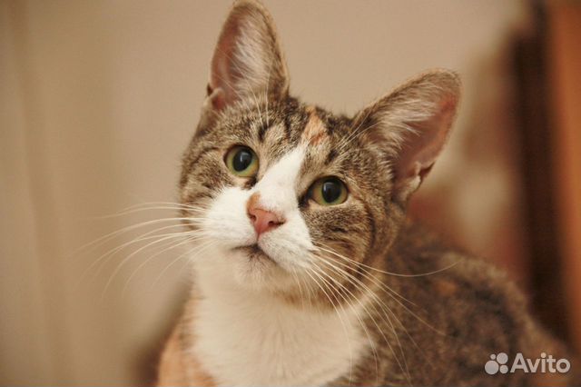 Кошечка 7 месяцев