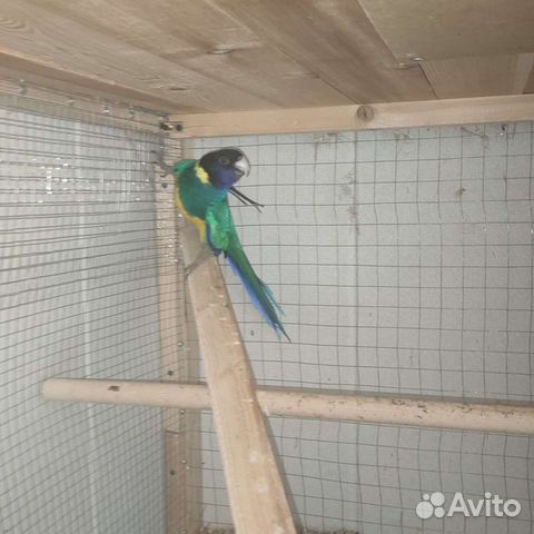 Попугай Бернард