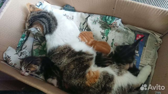 Отдам котят в добрые руки