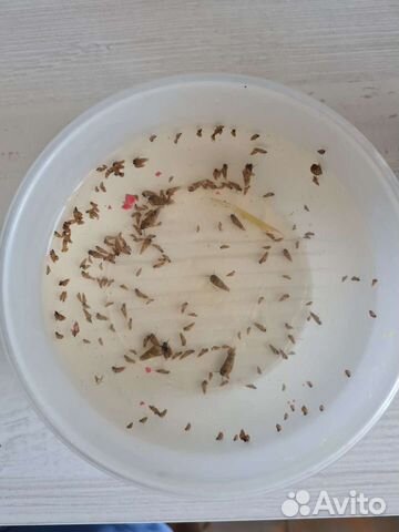 Улитки мелании