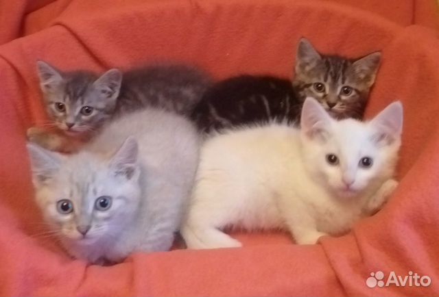 Красивые котята в добрые руки