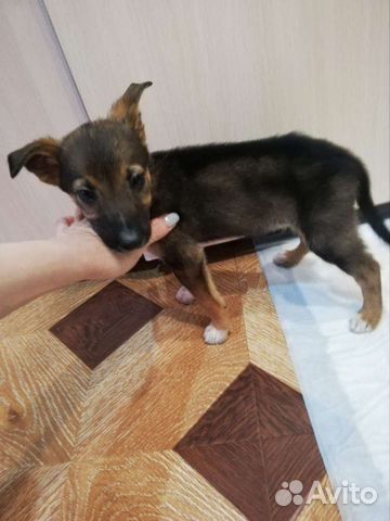 Пуговка 1,5 месяца в добрые руки