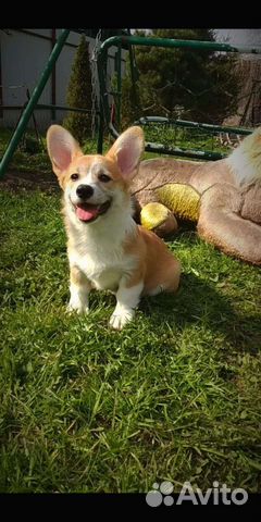 Вельш-корги щенки