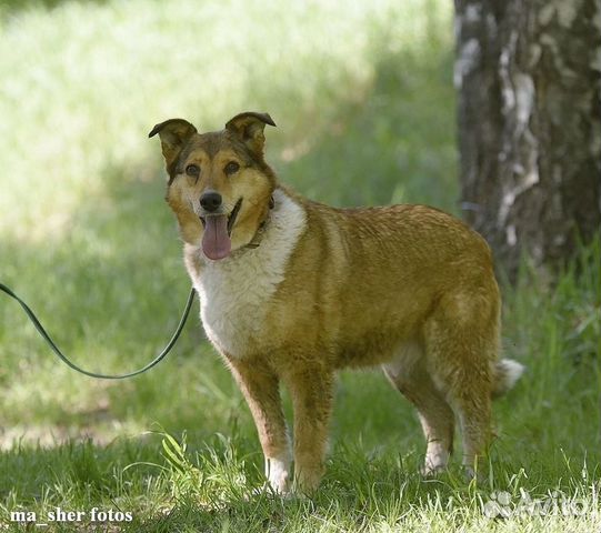 Миниатюрное солнышко Джулия