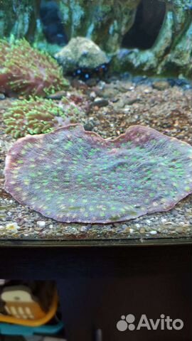 Коралл Чалис Голливуд