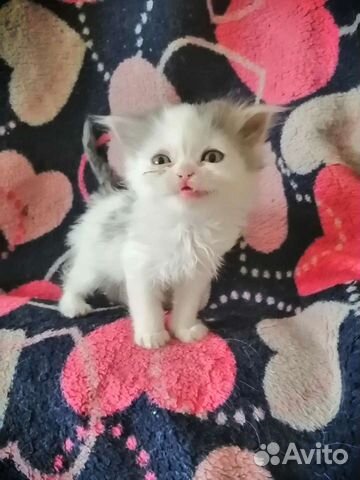 Мальчик скоттиш страйт