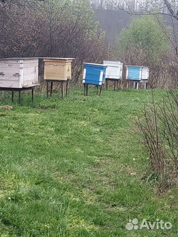 Улья с пчелами