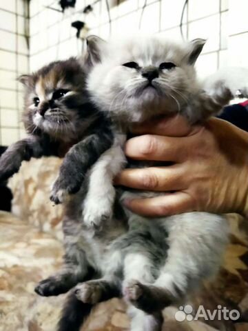 Кошка в дар