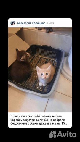 Кошки