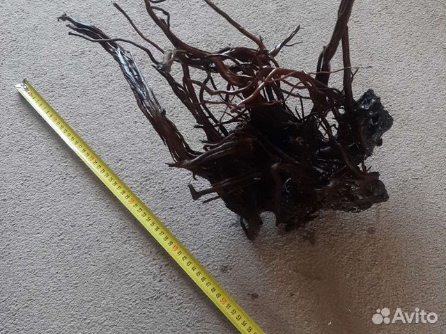 Коряга мангровая