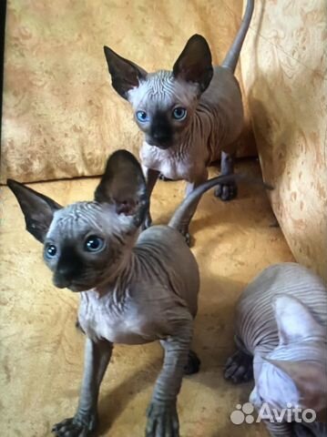 Канадский сфинкс