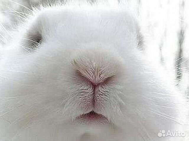 Веслоухие, карликовые кролики