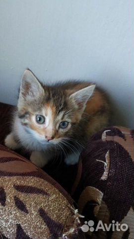 Афродита ищет дом