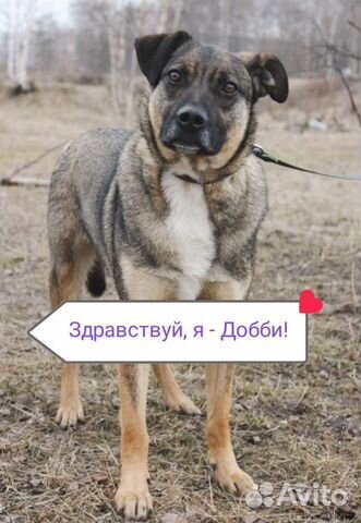 Собачка очень ищет дом, собака в добрые руки