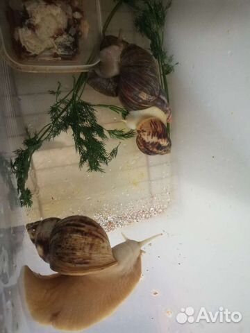 Улитки ахатины