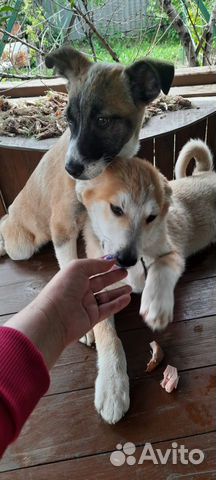 Щенки в добрые руки