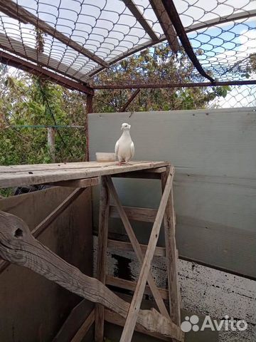 Найден голубь (белый)