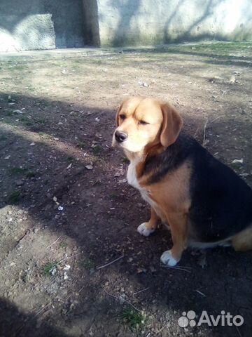 Отдам щенят в добрые руки