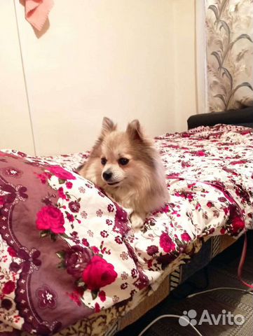 Немецкий Шпиц девочка