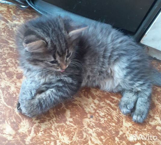 Пушистая маленькая Мася