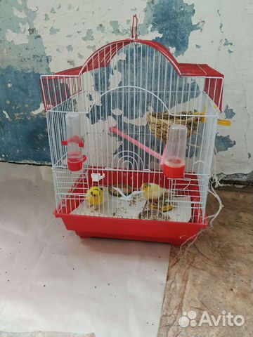 Канарейки самка с клеткой