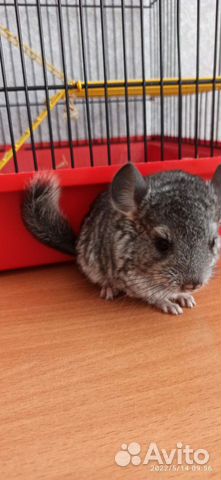 Продам шиншилл