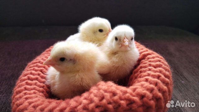 Цыплята бройлеры