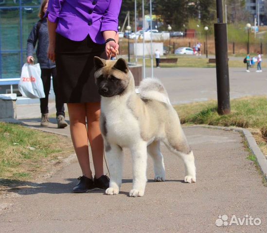 Американская акита девочка