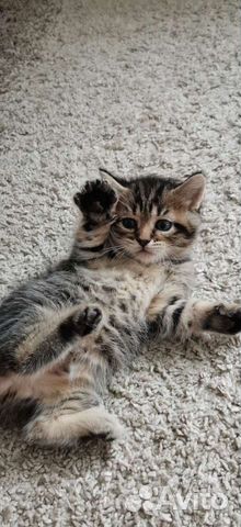 Кошка