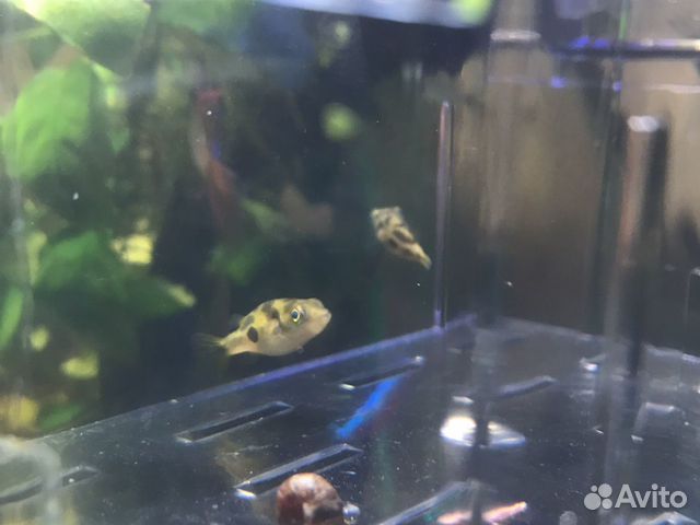 Тетраодон карликовый