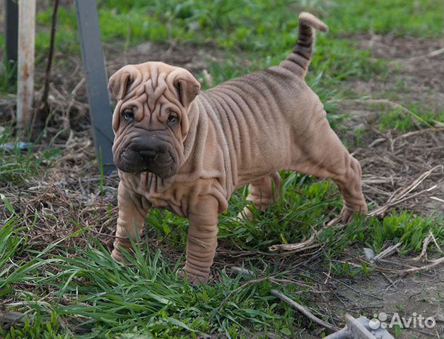 Милейшая малышка шарпейчик хорс